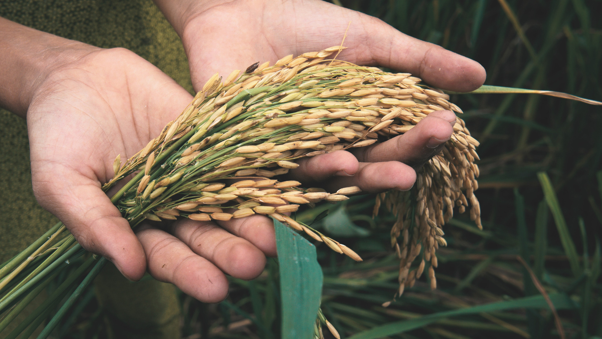 State Login - Anna Chakra